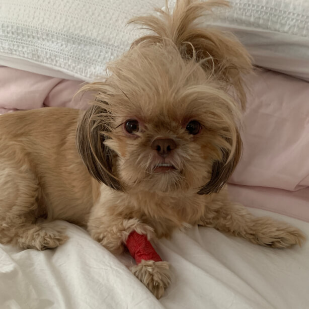 Chi Dog | Human Grade Dog Food