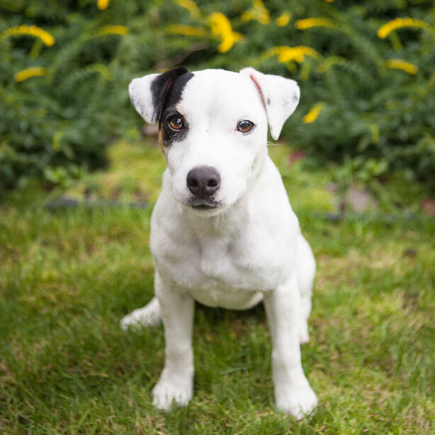 Chi Dog | Human Grade Dog Food